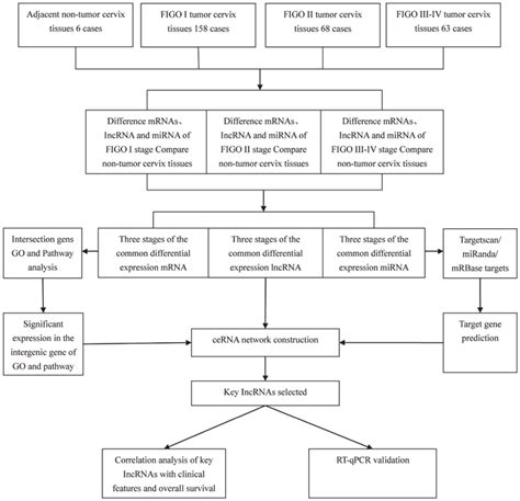 Flow Chart Of Bioinformatics Analysis And Cerna Network Analysis