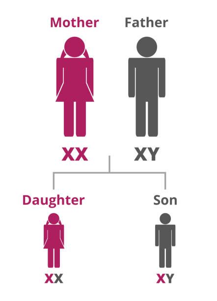 80 Chromosome Xy Stock Illustrations Royalty Free Vector Graphics And Clip Art Istock