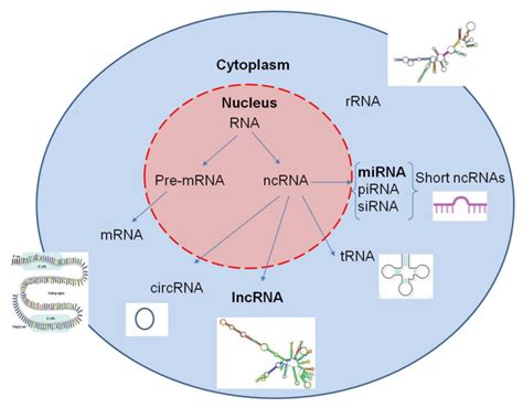 Coding And Noncoding Rnas Precursor Messenger Rna Pre Mrna Generates