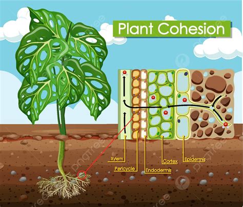 Plant Roots Diagram