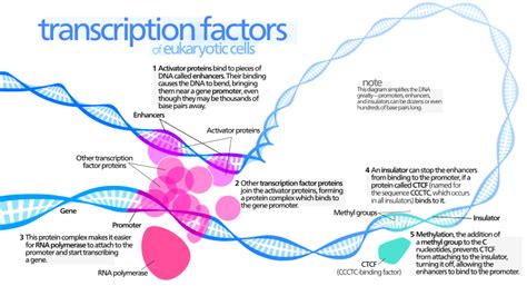 How Do Transcription Factors Bind To Dna Definition And Type Of