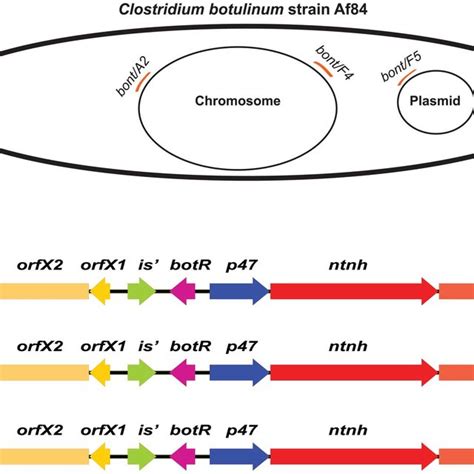 Locations And Gene Content Of The Three Botulinum Toxin Gene Clusters Download Scientific