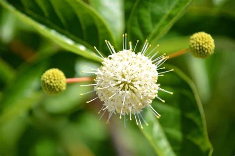 How To Grow And Care For Buttonbush Cephalanthus Occidentalis Florgeous