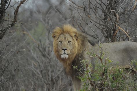 First 1 000 Fungi On Iucn Red List Reveal Growing Threats Iucn Red List Press Release Iucn