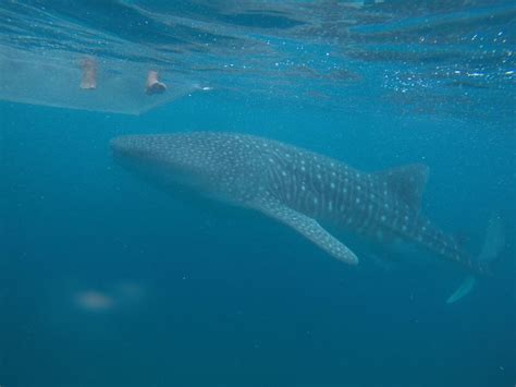 [보홀] 릴라 고래상어 투어 중식 불포함 트리플 투어티켓