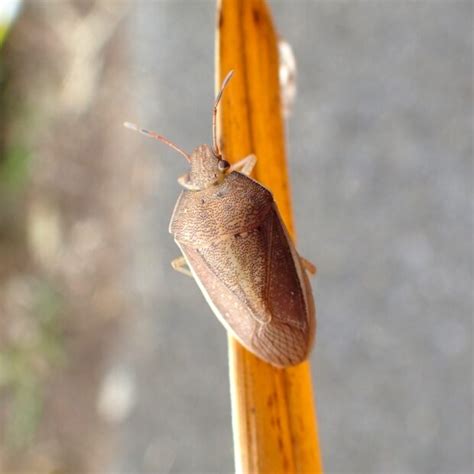 イネカメムシ はなもく散歩