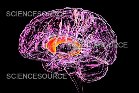 Caudate Nuclei Highlighted In The Huma Stock Image Science Source Images