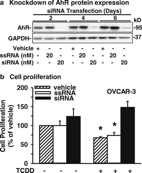 Tetrachlorodibenzo P Dioxin TCDD Inhibits Human Ovarian Cancer Cell Proliferation