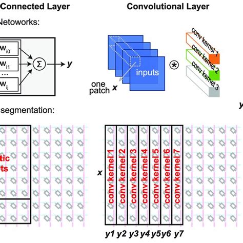 A Biological Synapse Versus Rram Synapse5 B Different Segmentation
