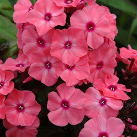 Флокс Phlox Sweet Summer Dream