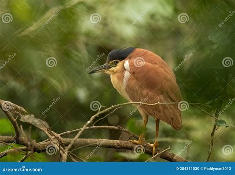 Nankeen Nycticorax Caledonicus Foto De Archivo Imagen De Plumaje