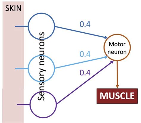 Neuroscience Flashcards Quizlet