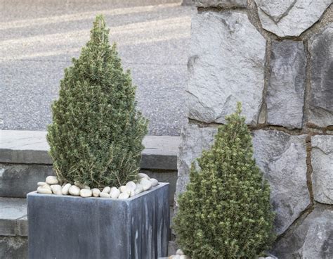 1937 Tiny Tower Dwarf Alberta Spruce Container 5x 300ppi Wm Trees Today Nursery