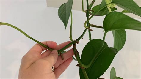 Why Does My Pothos Only Have One Vine How To Get More Branches Eco