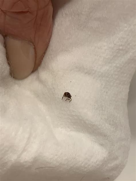 Mom Found These All Over The House Shes Freaking Out And Need To Tell Her What It Is R