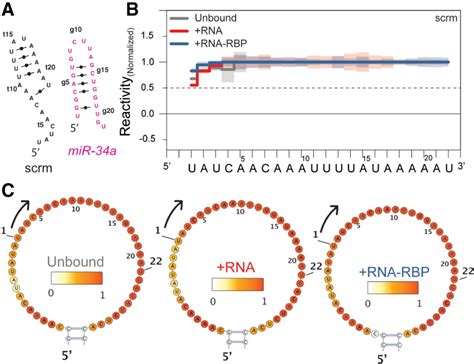 Rnarna Interaction In Ternary Complexes Resolved By Chemical Probing