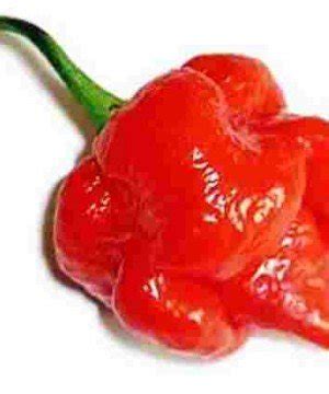 Купить семена декоративных растений