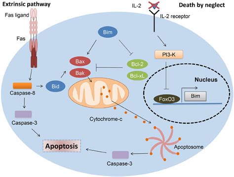 Mechanisms Of T Cell Contraction After Immune Response Resolution T Download Scientific