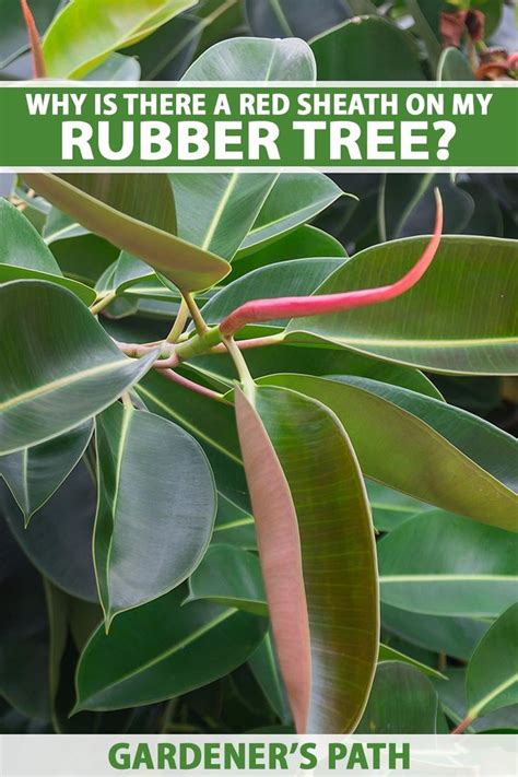 Why Do Rubber Trees Have Red Sheaths