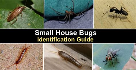 Common House Bugs