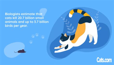 Cat Statistics 2025 Newest Available Data Infographic