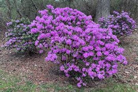 Pjm Rhododendron