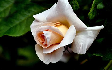 Фото Кремовая роза на размытом фоне