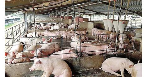 ЕС разширява обхвата на птицевъдните и свиневъдните ферми които ще спазват директивата за