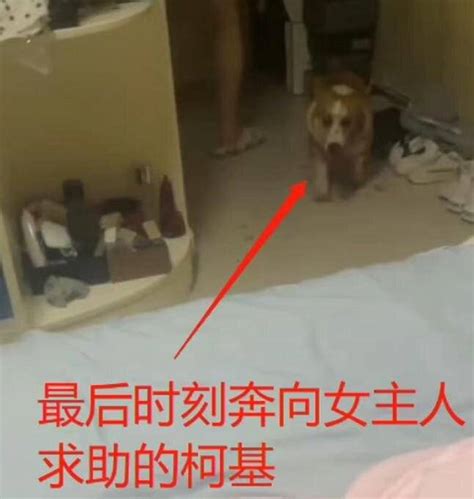 山东男子酒后砍杀柯基还威胁妻子“你不听话以后也这样”？当地：已被警方带走丈夫女子调查