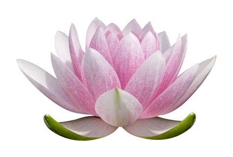 Free Lotus Flower Png Image Free Psd Templates Png Vectors Wowjohn
