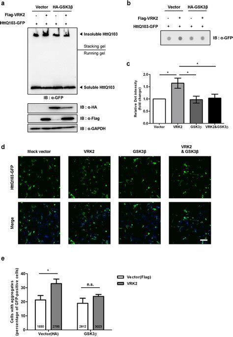 Overexpression Of Gsk3β Suppresses Polyq Expanded Htt Aggregation A
