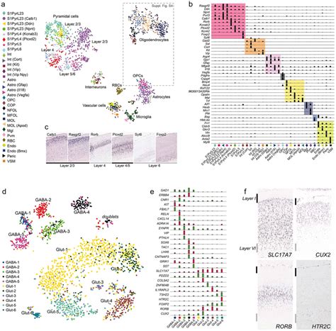 Heterogeneity Of Cell Types In The Mouse Somatosensory Cortex And Human