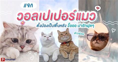 Cute Cats With Glasses Wallpaper