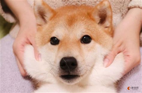 小鹿犬和柴犬哪个好养唯宠网