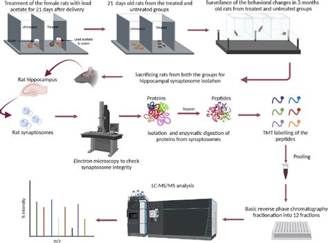 Overall Workflow Of The Proteomic Study Carried Out For Synaptosomal