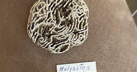 Fossil Fossils Fossilid Mineral Minerals Rocks Album On Imgur