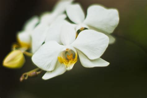 Cara Merawat Bunga Anggrek Bulan Di Pekarangan Rumah Bibit Online