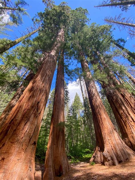 Sequoia Trees California Nature West Coast Road Trip Travel Aesthetic