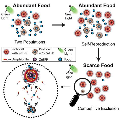 Synthetic Species Created Without Biochemistry Operate According To Darwinian Evolutionary