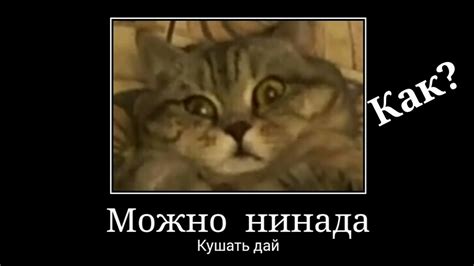 Как сделать видео фото демотиватор на андроид Youtube