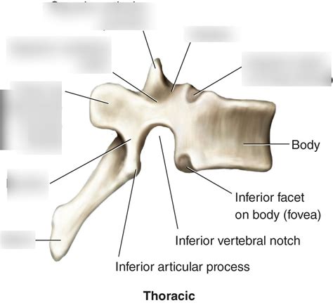 Thoracic Vertebrae Diagram Quizlet