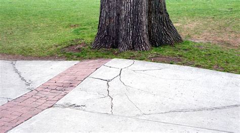 Tree Root Removal Cost Guide Cutting Exposed Tree Roots