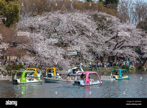 Leisure Boats And Cherry Trees In Blossom At Inokashira Park Kichijoji