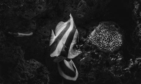 Image Effect01 Javascript