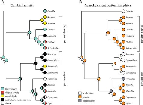 Ancestral Character State Reconstructions Of Piperales A Maximum Download Scientific Diagram