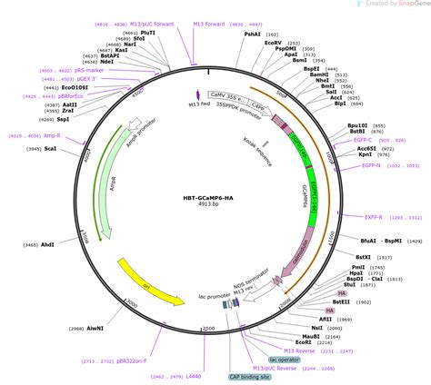 Addgene Hbt Gcamp6 Ha