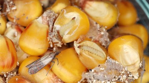 Pantry Pests To Be On The Look Out For And How To Deter Them From Invading