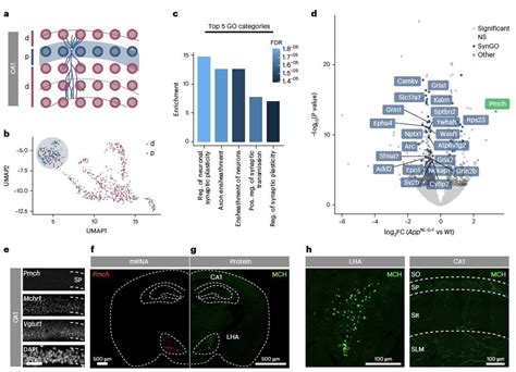 Delighted To Share Our New Paper Out In Nature Neuroscience Today Rdcu Be Dcavr We Find