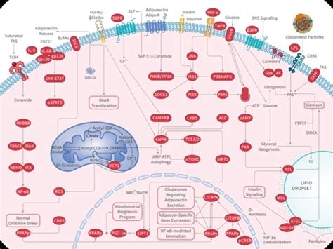 磷酸化抗体 Phosphorylation Antibody Targetmol