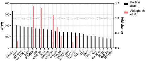 Ceramide Synthase 2 In Bladder Cancer Encyclopedia Mdpi